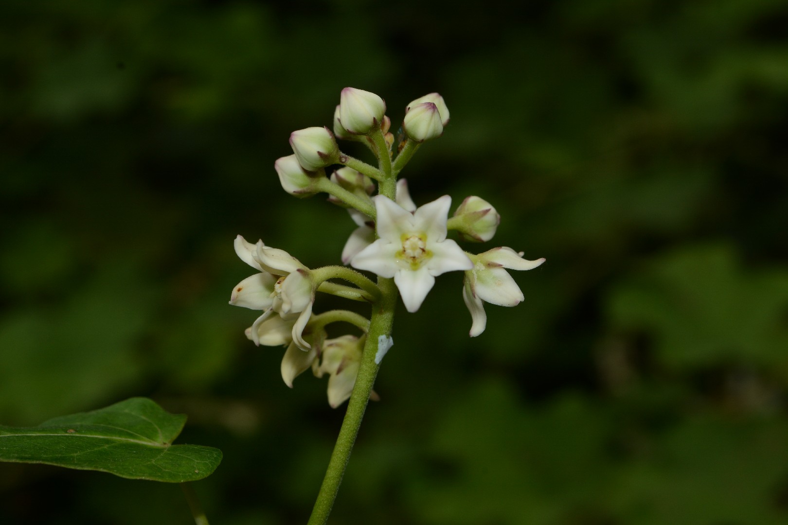 Cynanchum hemsleyanum - PictureThis
