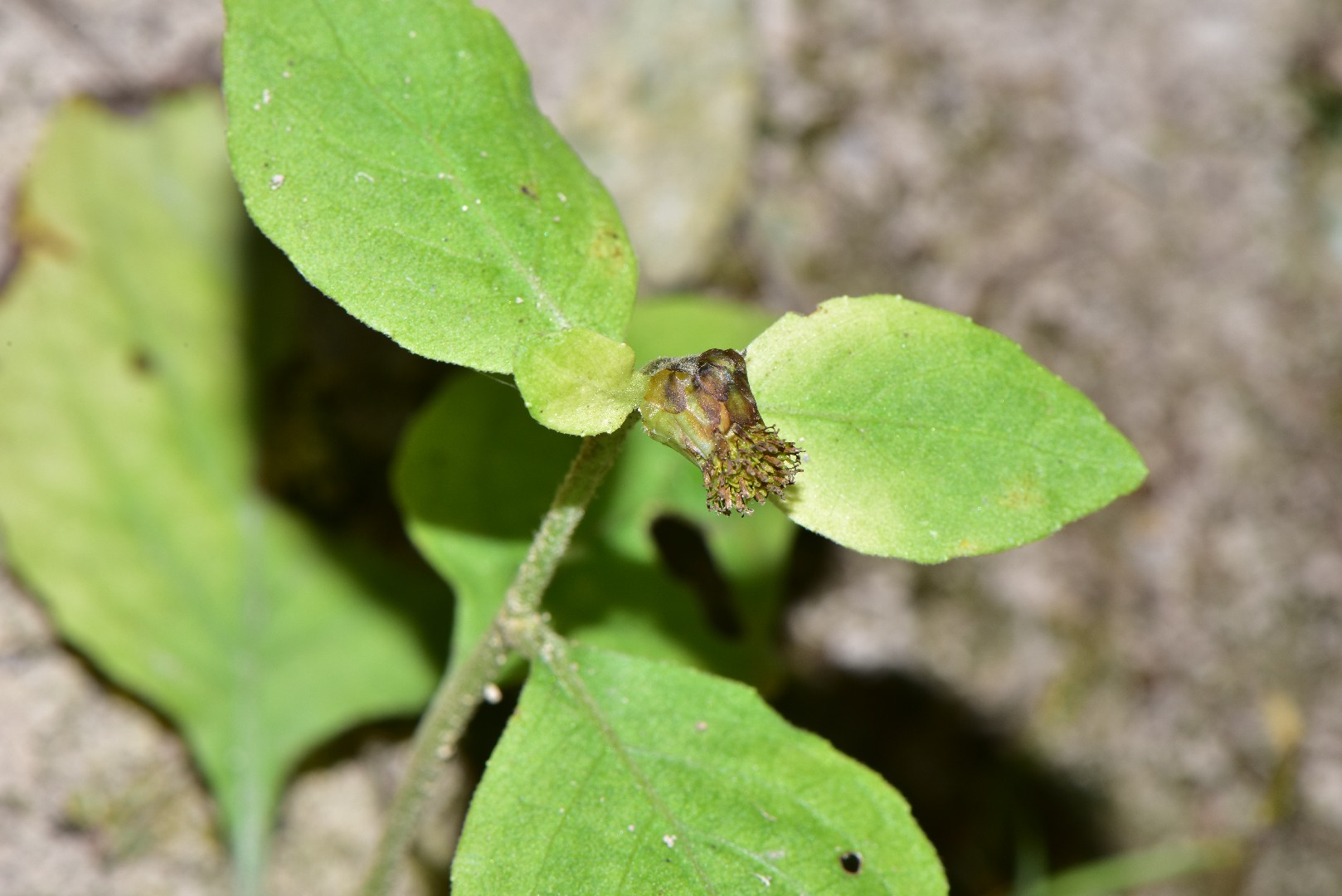 Carpesium divaricatum - PictureThis