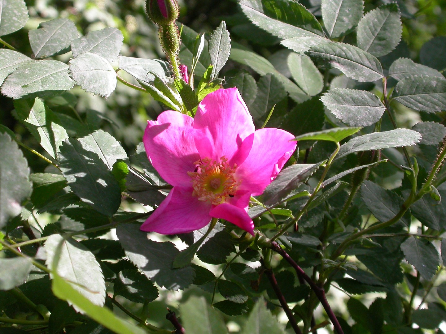 Rosa Bella Landscape at Irene Troyer blog