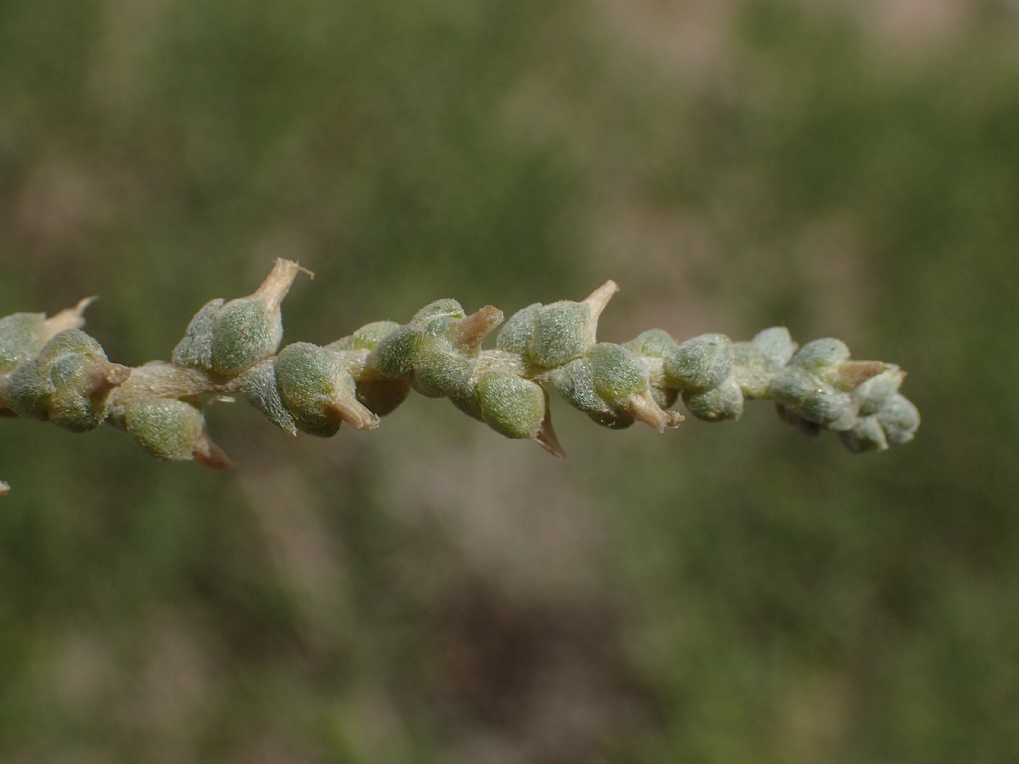 Caroxylon passerinum - PictureThis