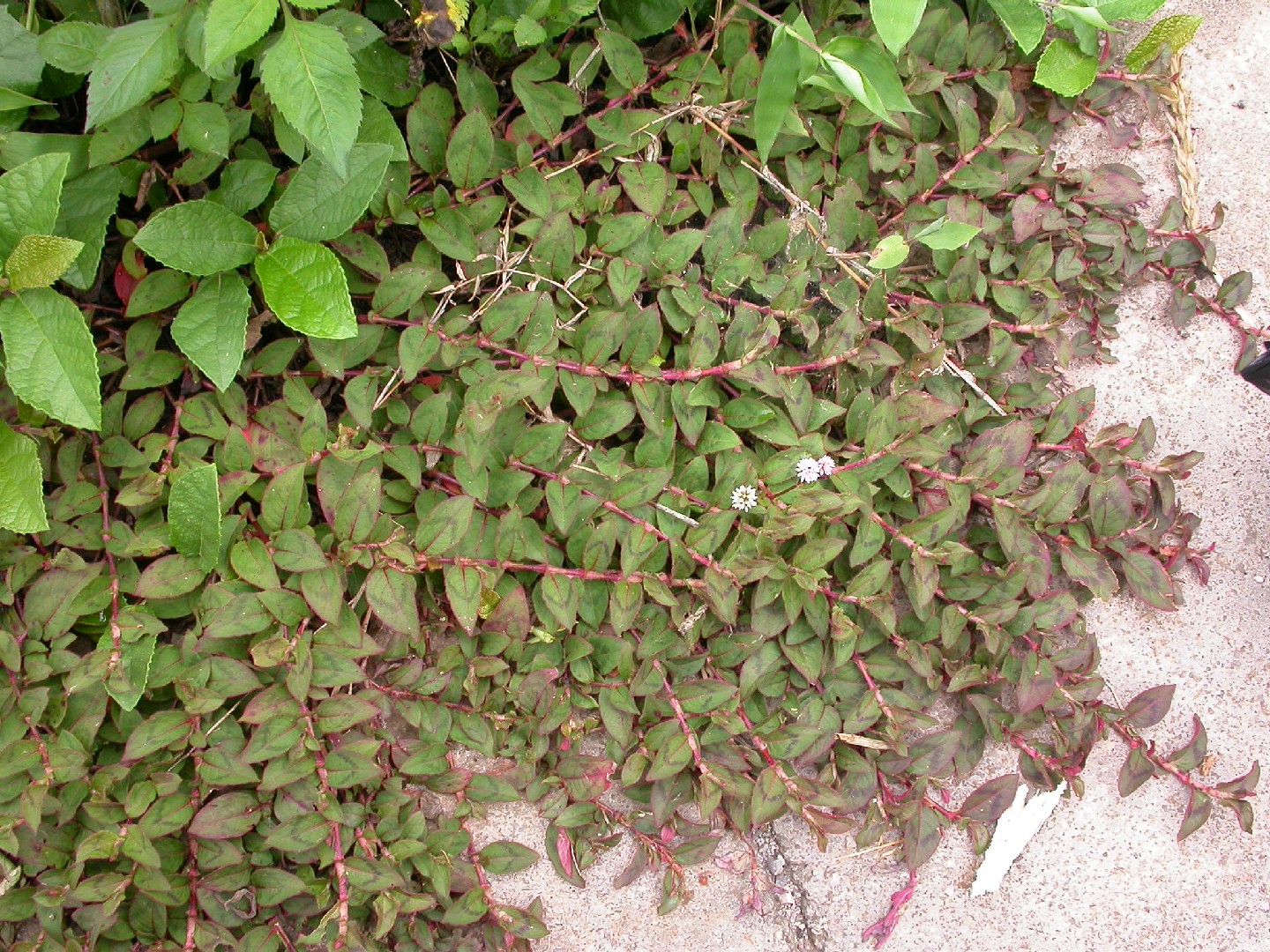 Persicaria nepalensis - PictureThis