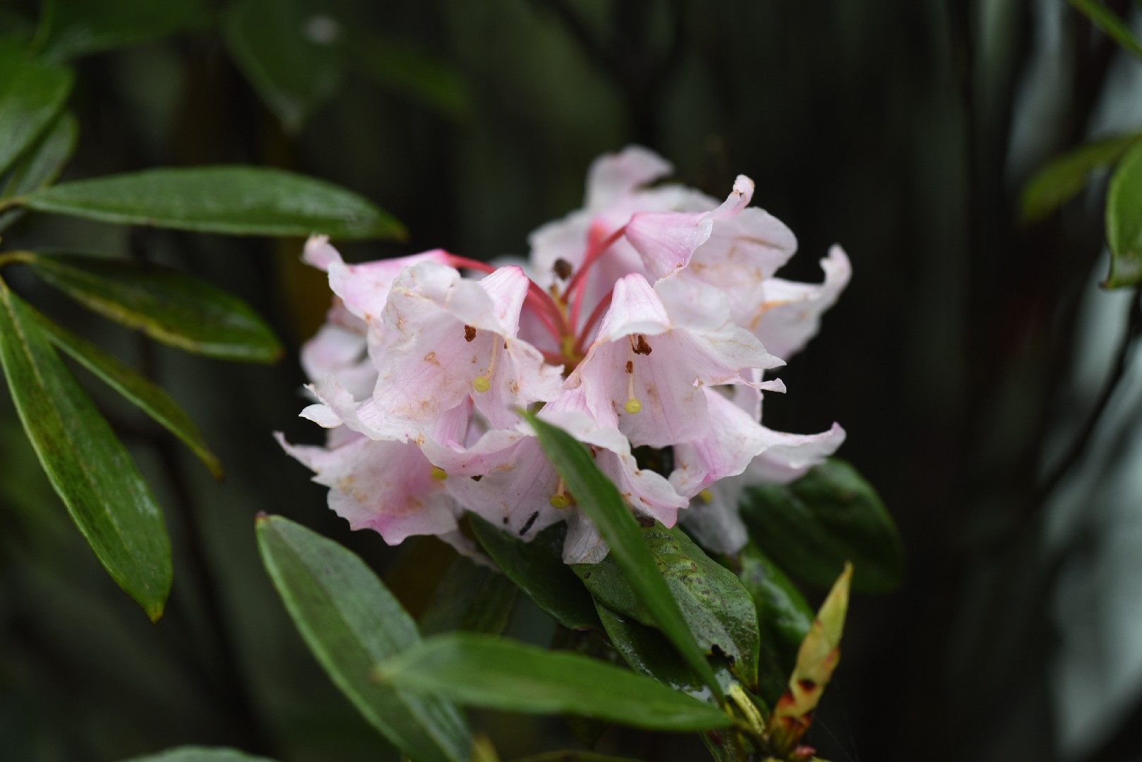 Rhododendron longipes var. chienianum - PictureThis