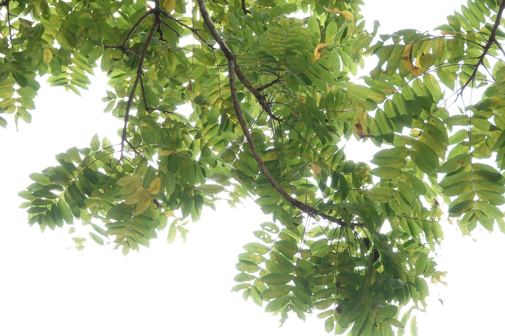 Garuga pinnata - PictureThis