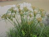 Сыть высокая (Cyperus exaltatus) - PictureThis