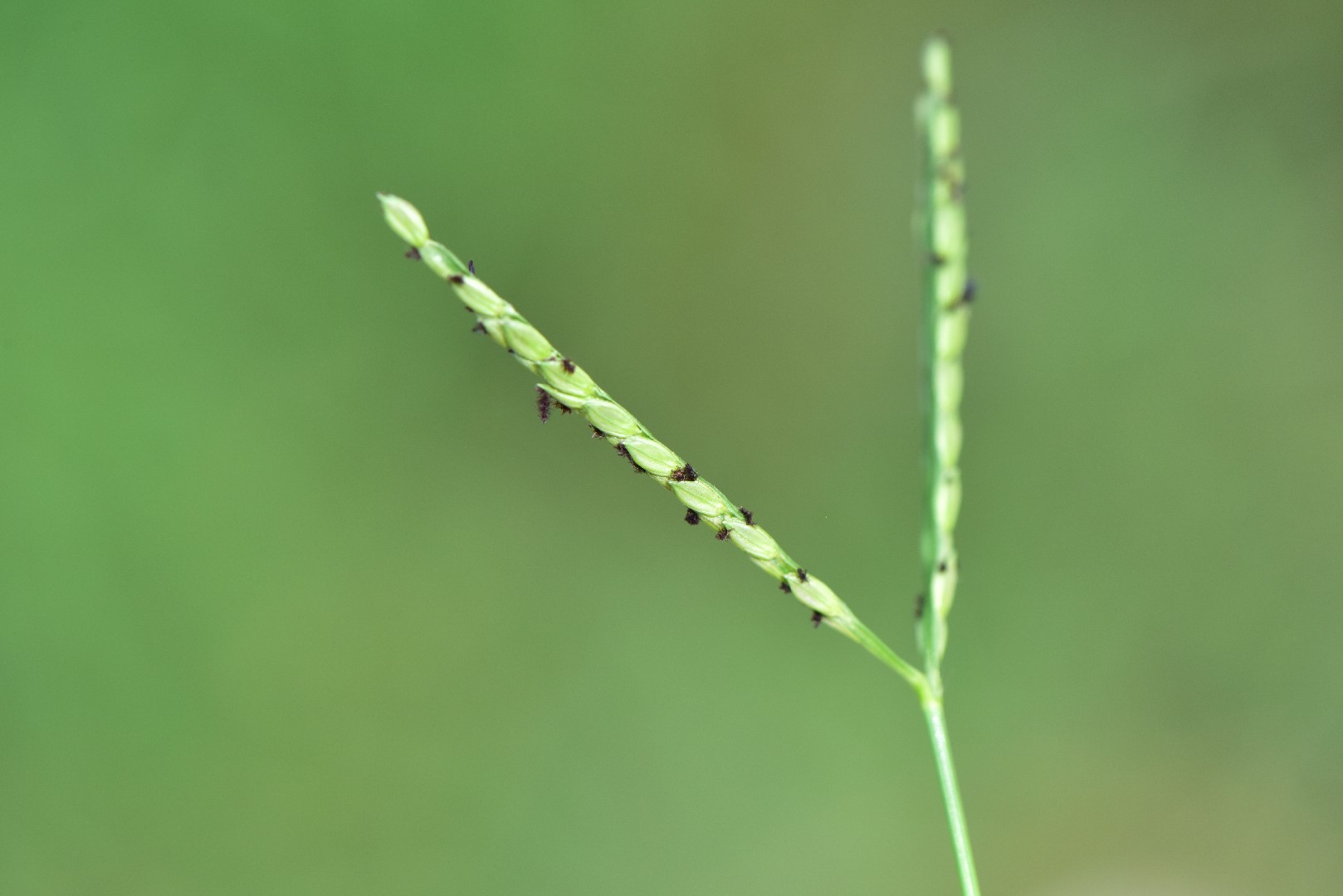 Panizo (Paspalum distichum) - PictureThis