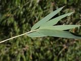 Niitakayama cane (Yushania niitakayamensis) Flower, Leaf, Care, Uses ...