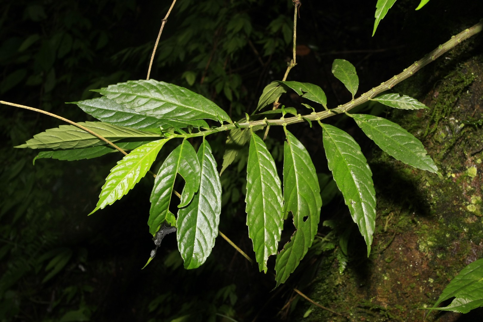 Procris Flower, Leaf, Care, Uses - PictureThis