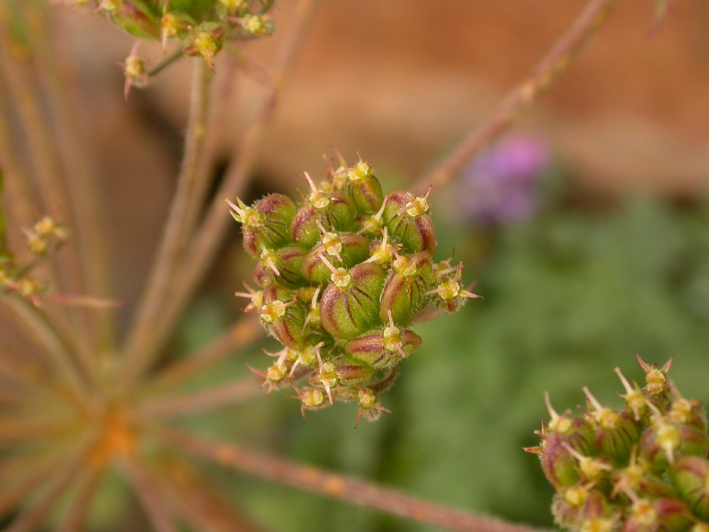 Notopterygium root (Notopterygium incisum) Flower, Leaf, Care, Uses ...
