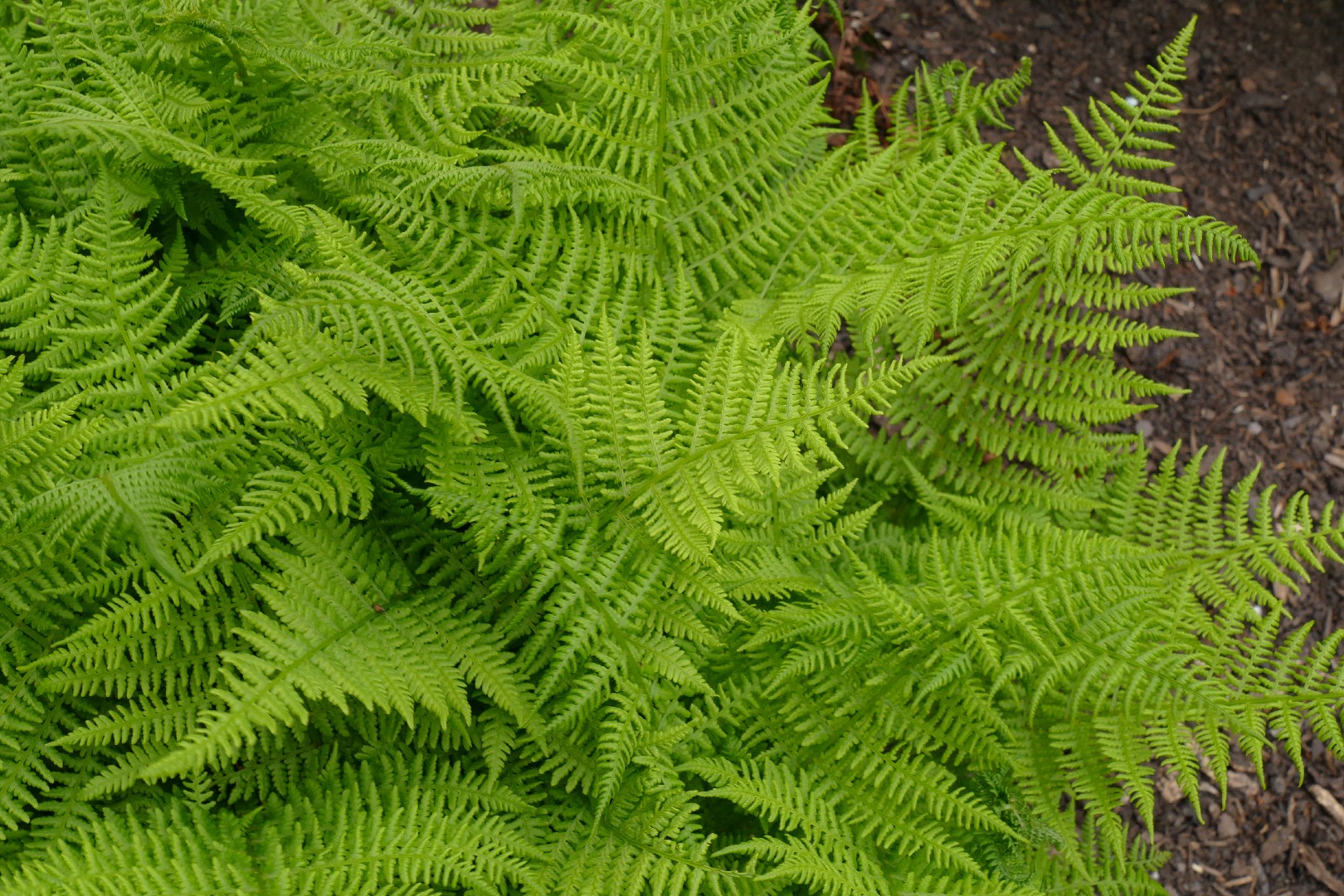 Alpine lady fern (Athyrium distentifolium) Flower, Leaf, Care, Uses ...