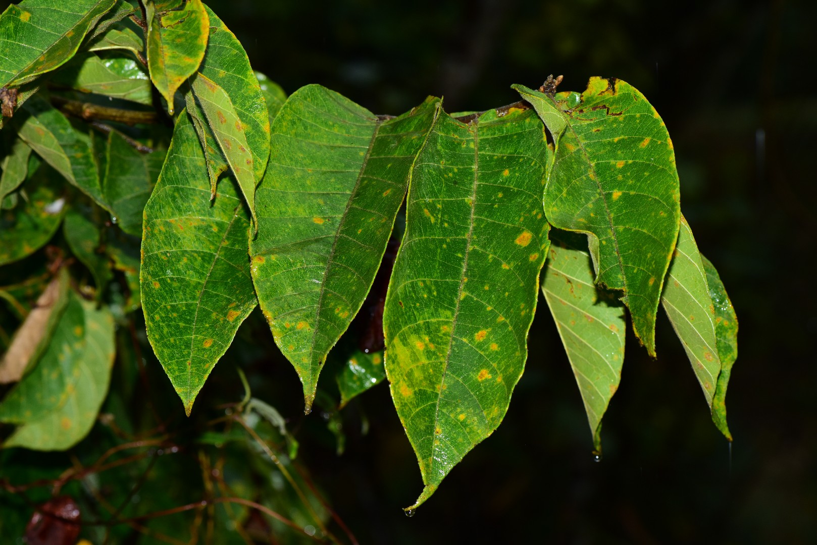 Antiaris toxicaria 照顧，種植，繁殖，開花時間 - PictureThis