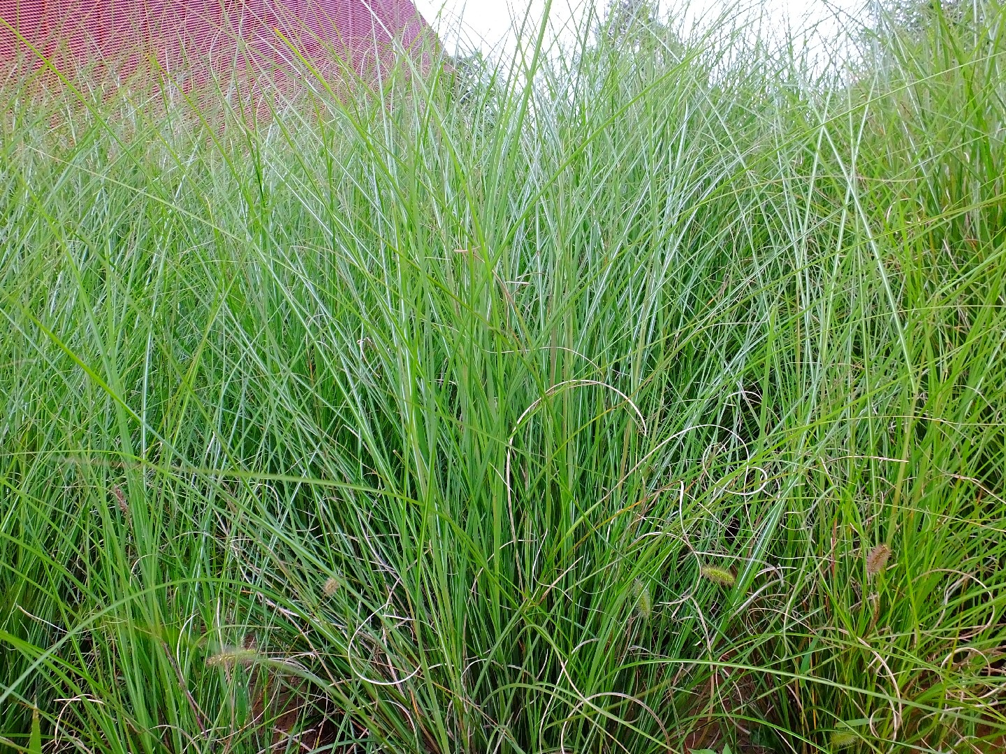 Eulaliopsis binata - PictureThis