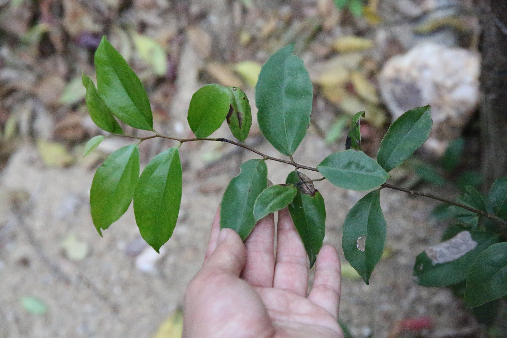 Scolopia saeva - PictureThis