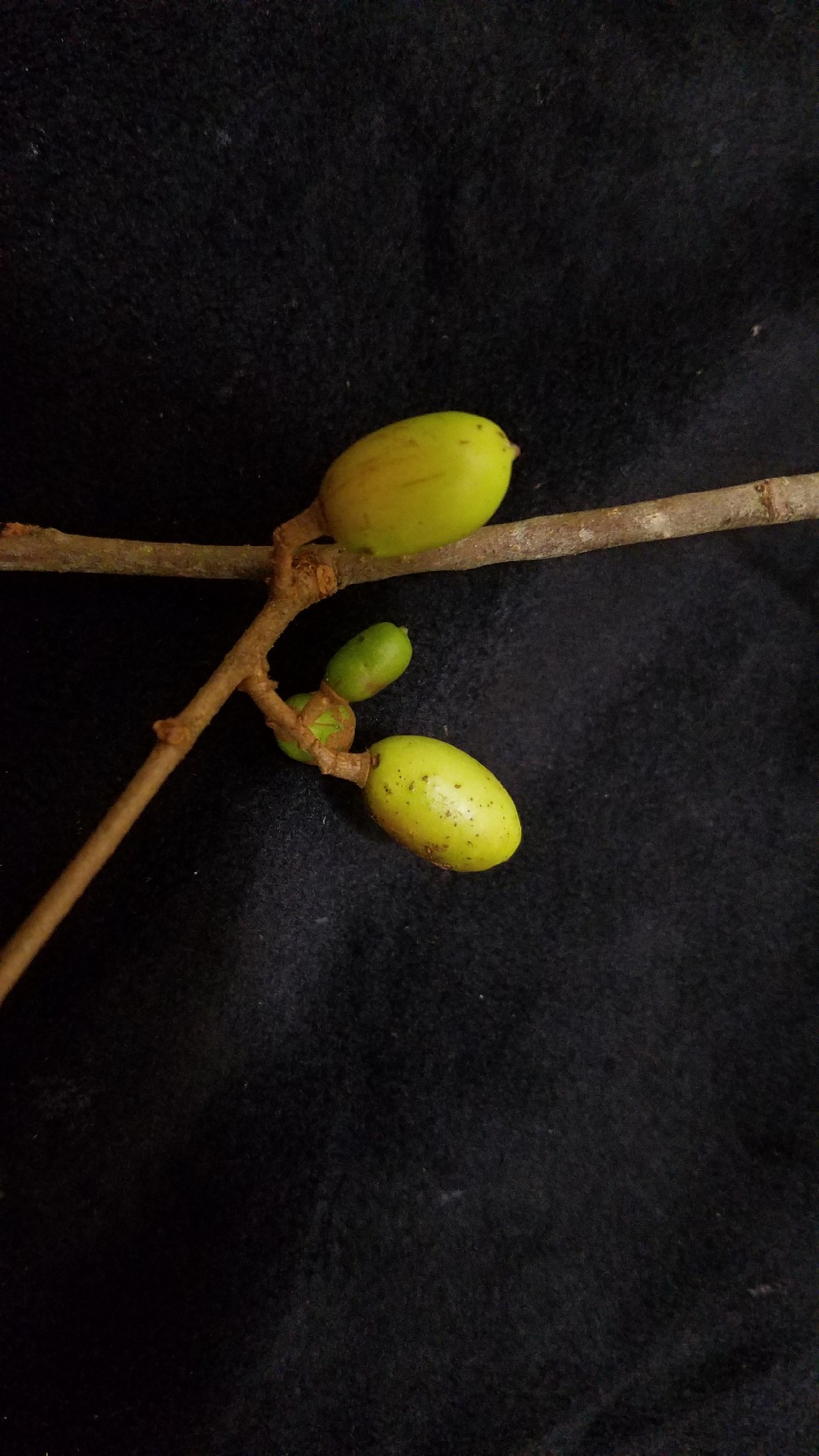 Pygeum topengii - PictureThis