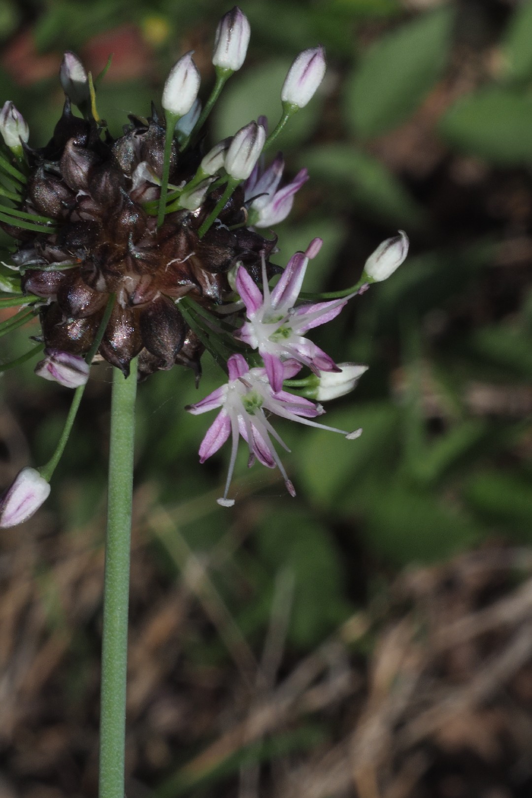 ノビル（野蒜） (Allium macrostemon) 花言葉，毒性，よくある質問 - PictureThis