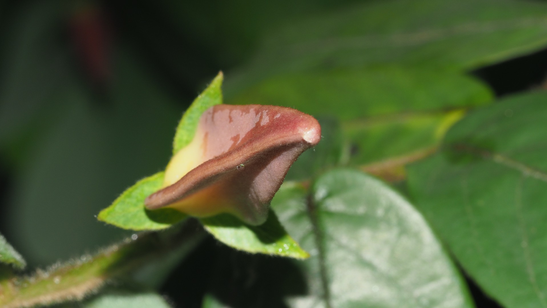 Dasymaschalon trichophorum Flower, Leaf, Care, Uses - PictureThis