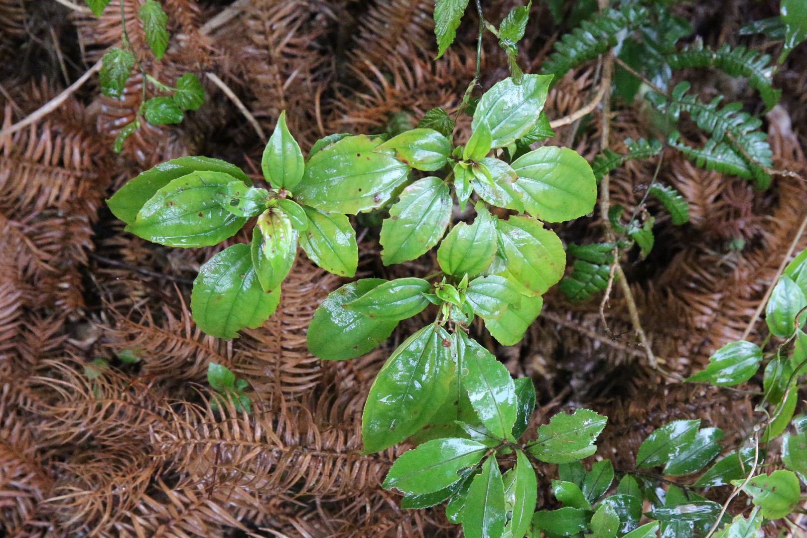 Bredia quadrangularis - PictureThis
