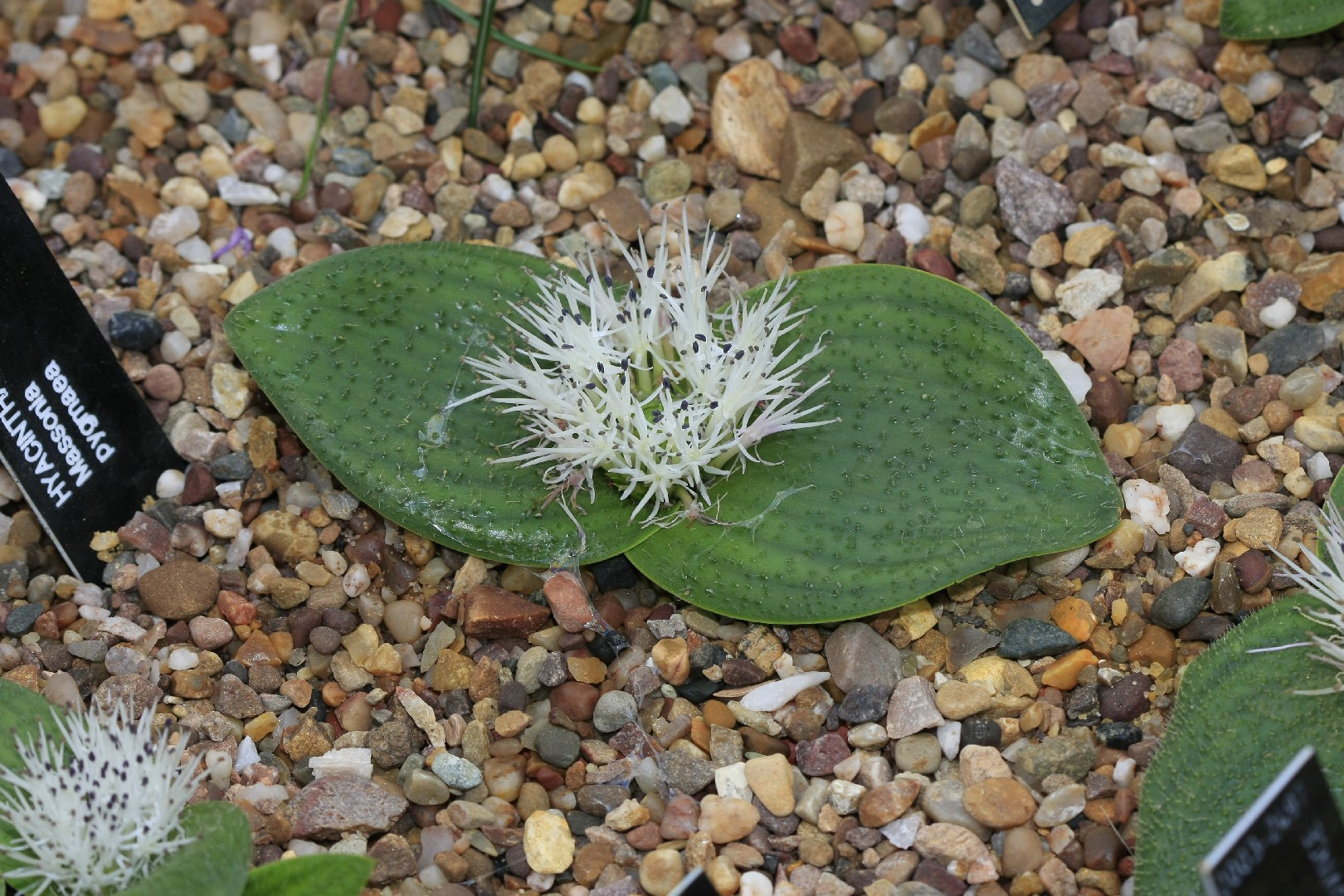 Massonia pustulata Pflege (Bepflanzung, Krankheiten, Ernte) - PictureThis