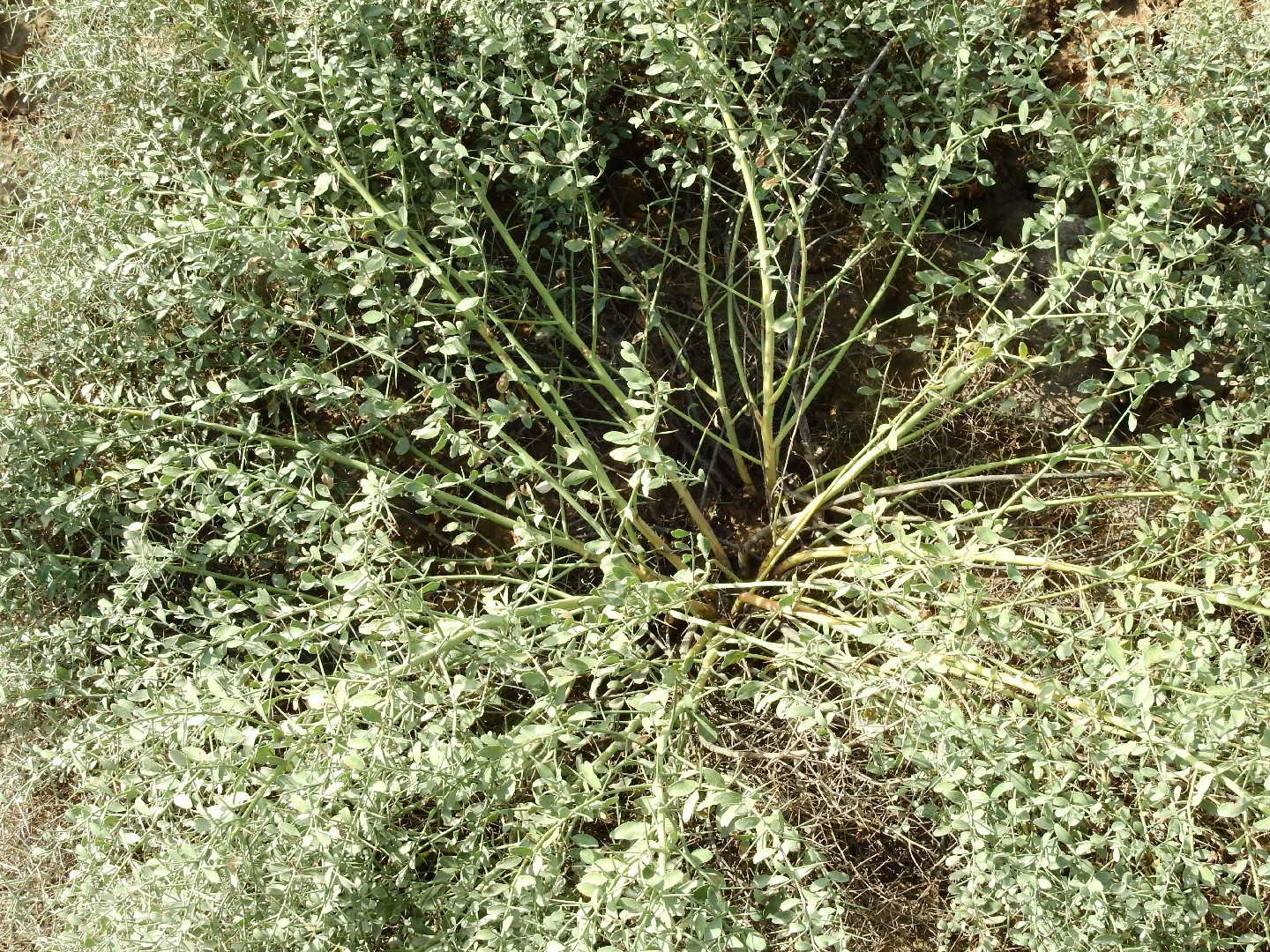 Alhagi sparsifolia - PictureThis