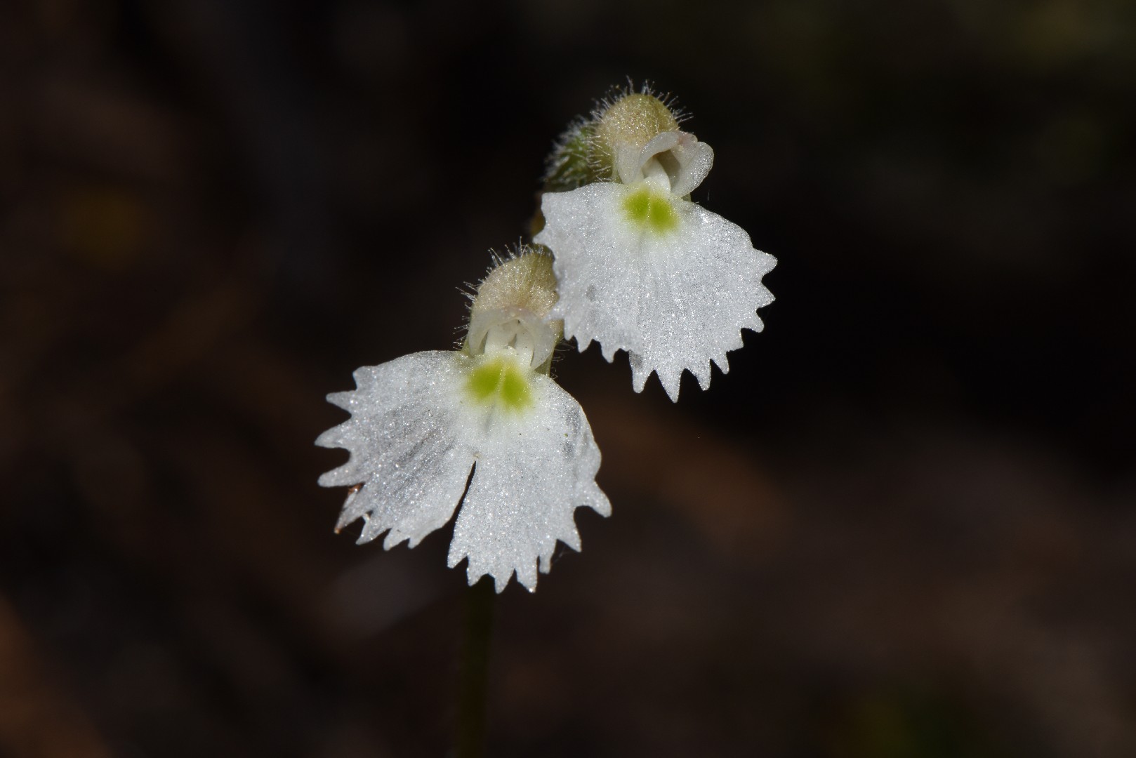 Cheirostylis yunnanensis - PictureThis