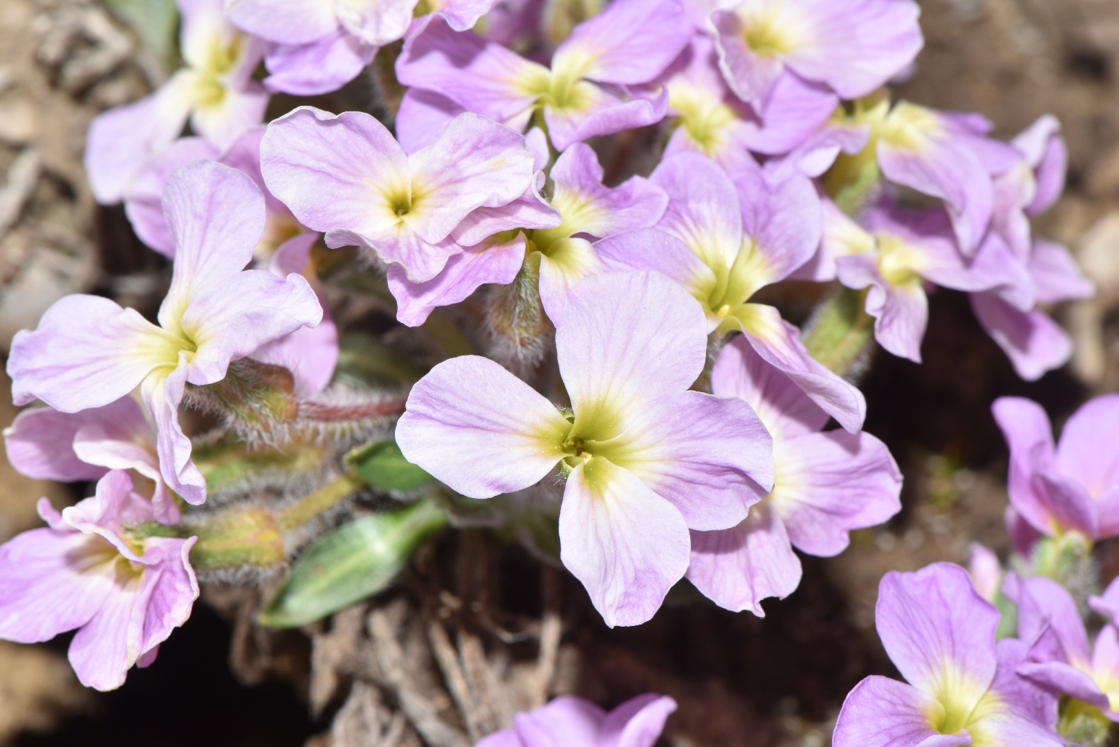 Solms-laubachia - PictureThis