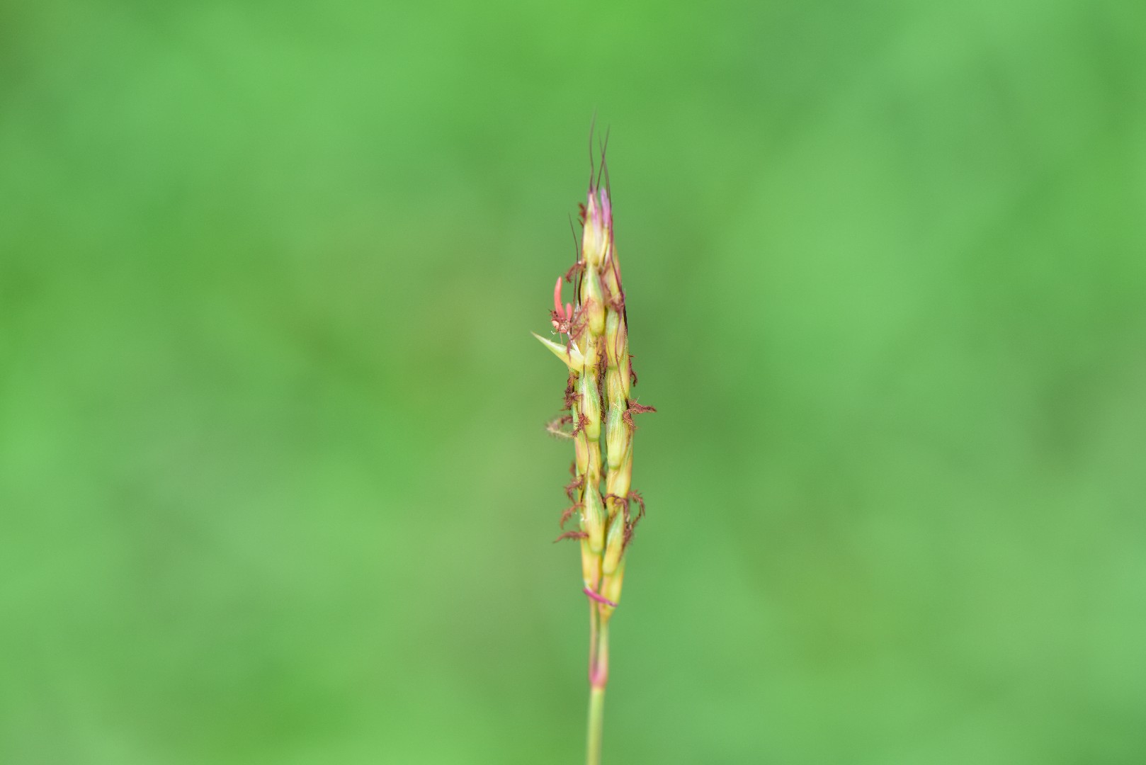 Batiki bluegrass (Ischaemum aristatum) Flower, Leaf, Care, Uses ...