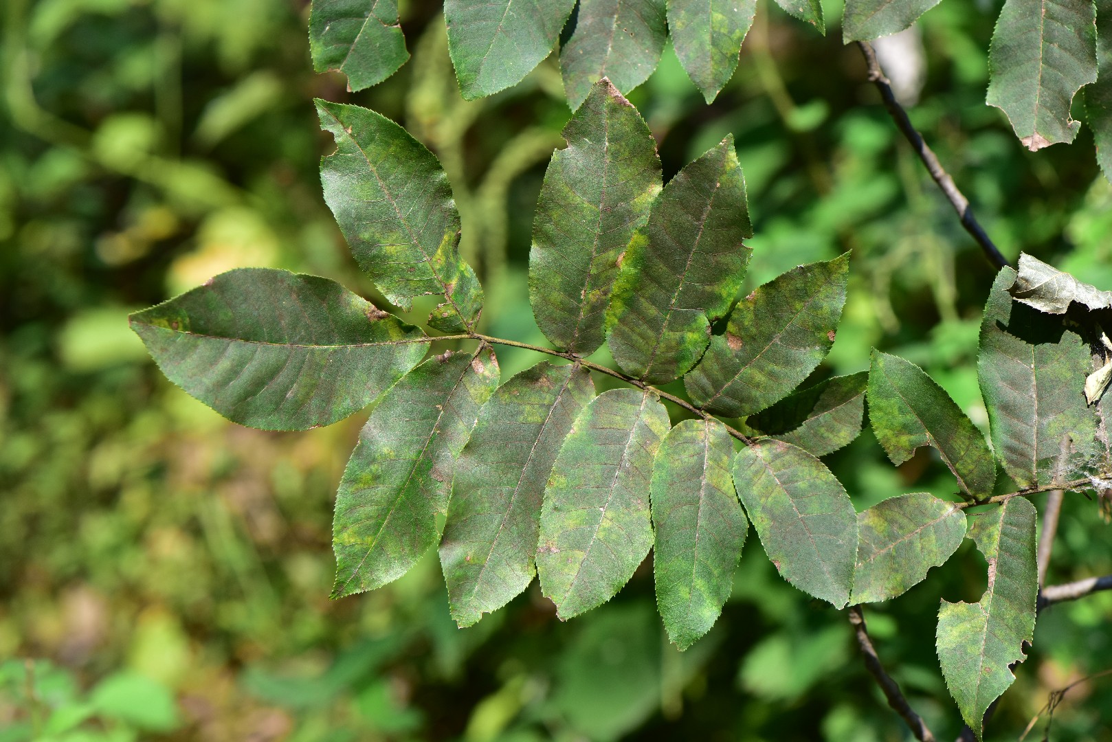 Cyclocarya Paliurus (Cyclocarya paliurus) - PictureThis