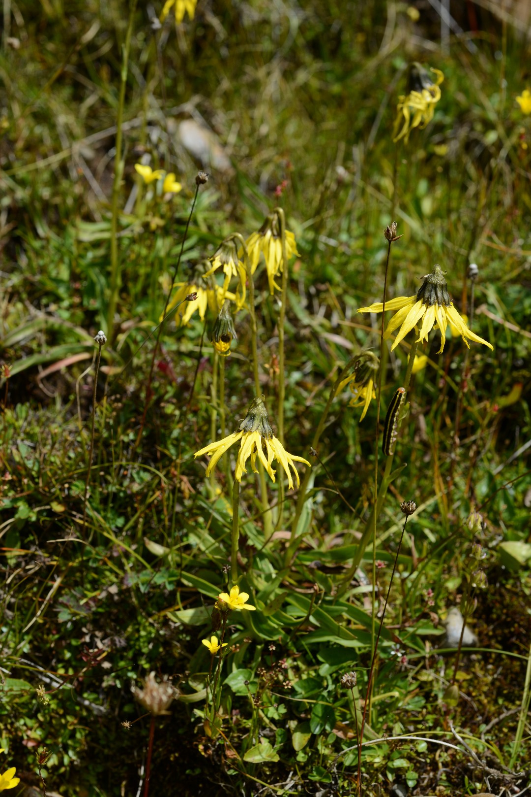 Cremanthodium lineare - PictureThis