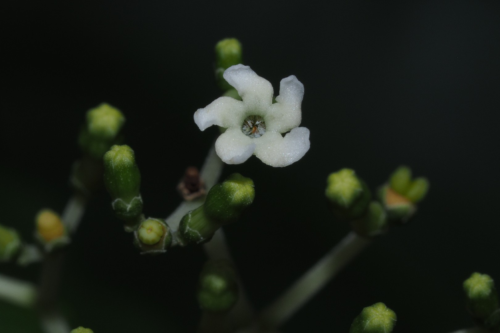 Rauvolfia vomitoria - PictureThis