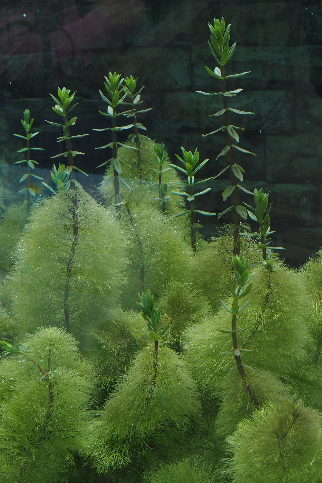 Fanwort (Cabomba) Flower, Leaf, Care, Uses - PictureThis