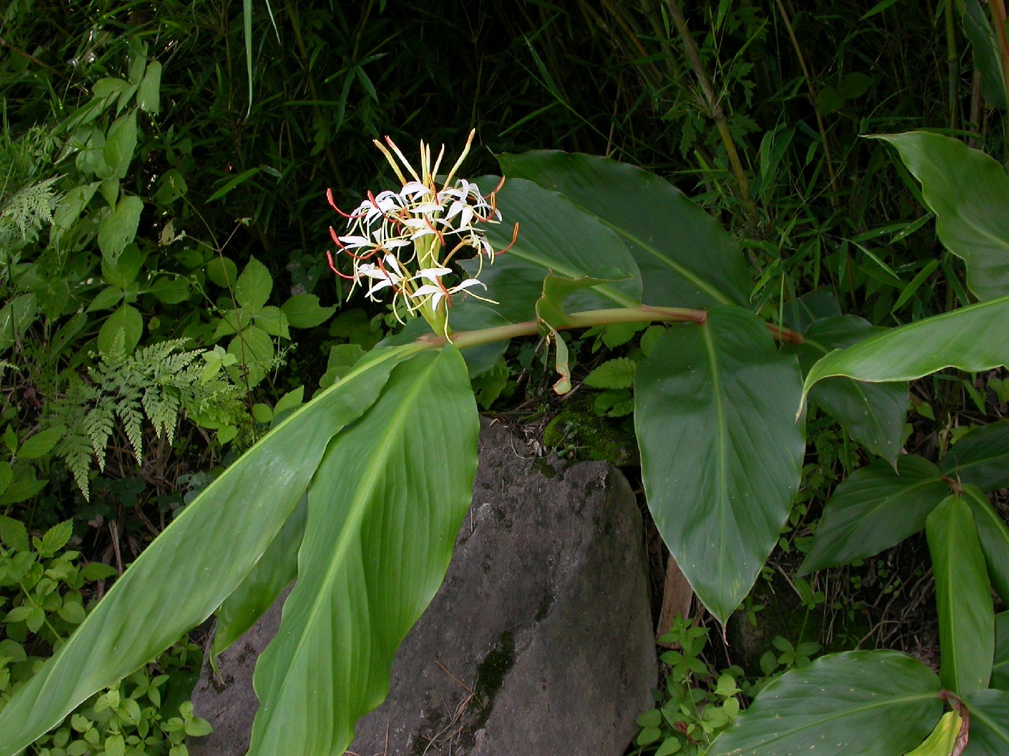 Hedychium spicatum - PictureThis