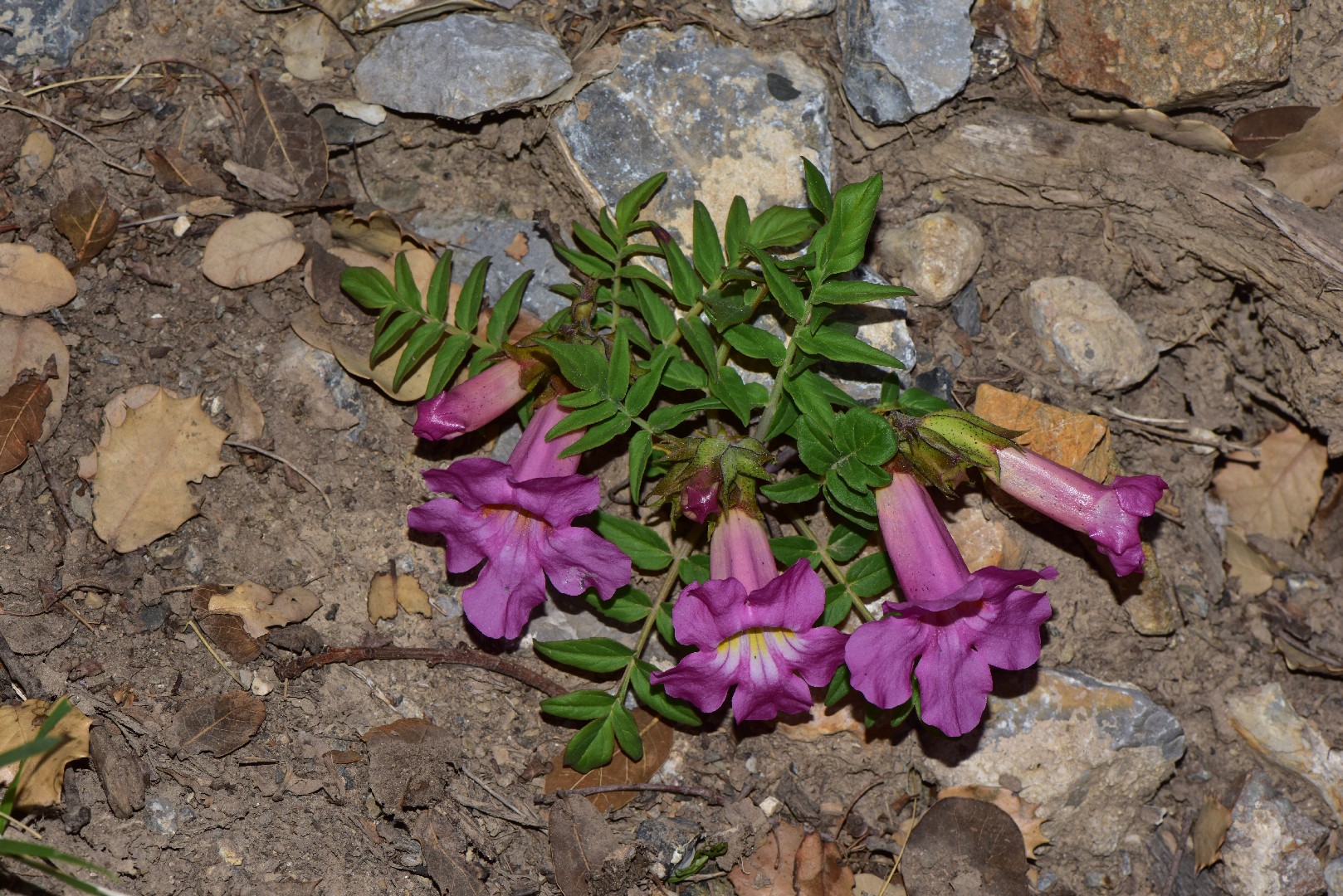 Dwarf trumpet-flower Care (Watering, Fertilize, Pruning, Propagation ...