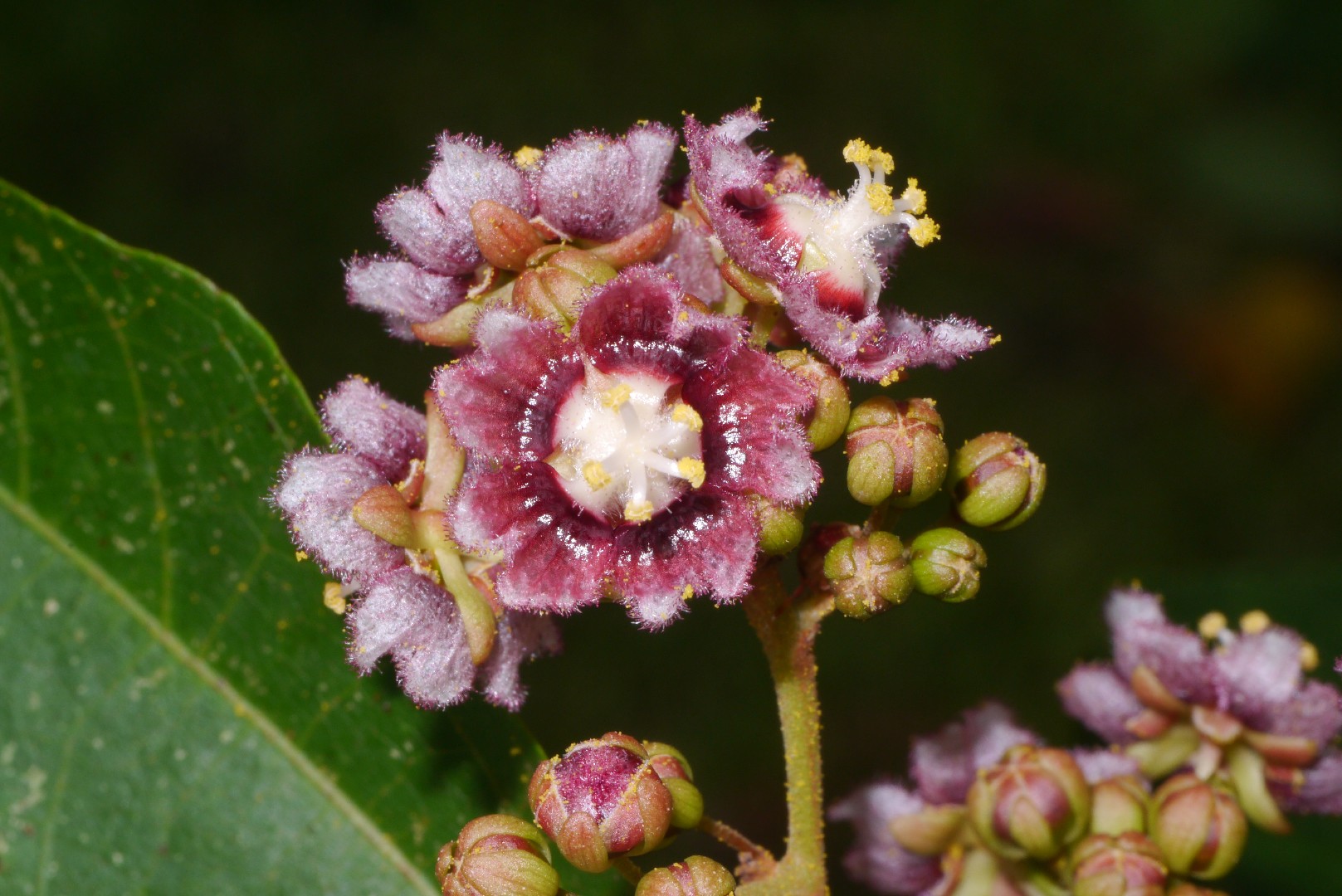Kydia glabrescens - PictureThis