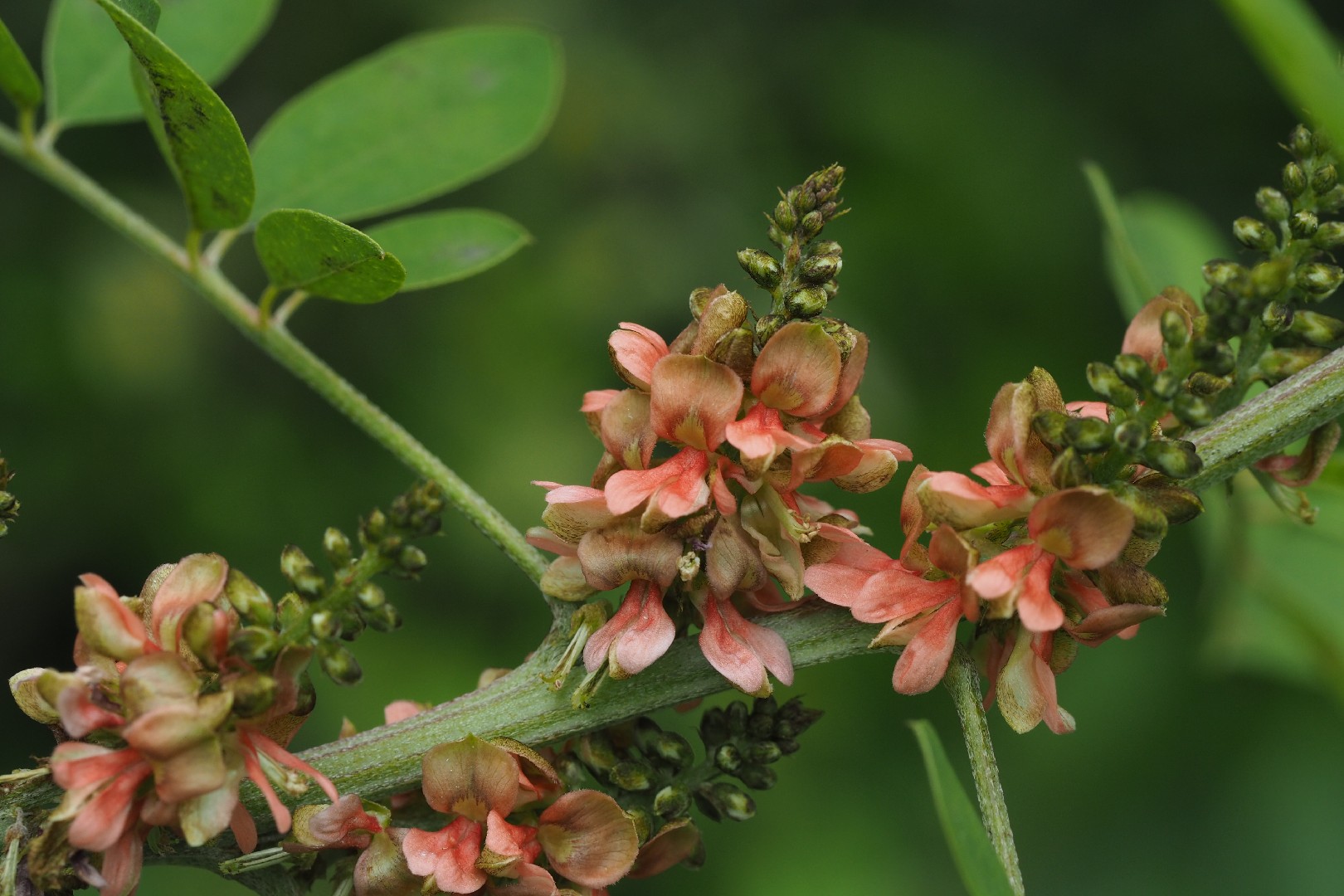Indigofera Suffruticosa