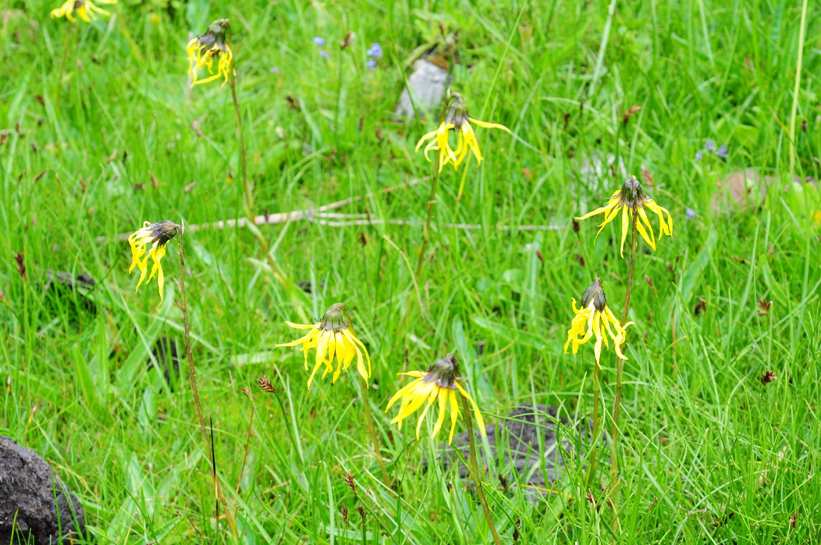 Cremanthodium lineare - PictureThis