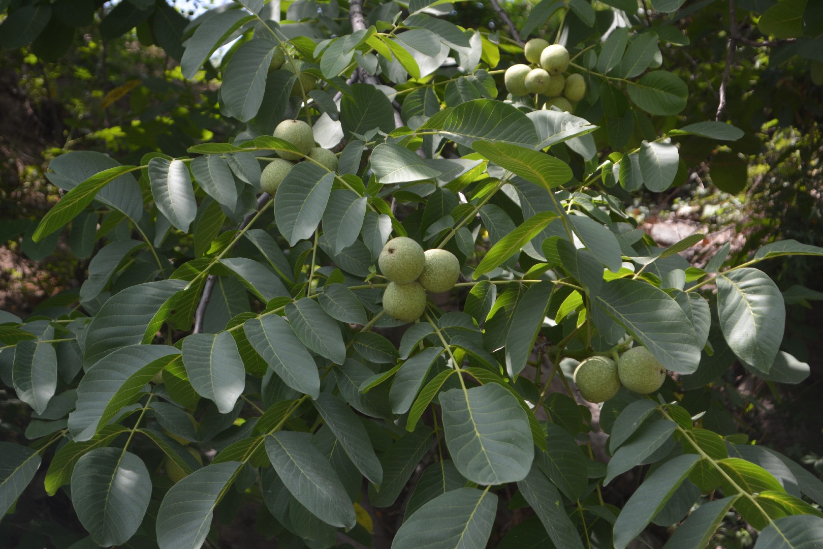 English walnut (Juglans regia) Flower, Leaf, Care, Uses - PictureThis