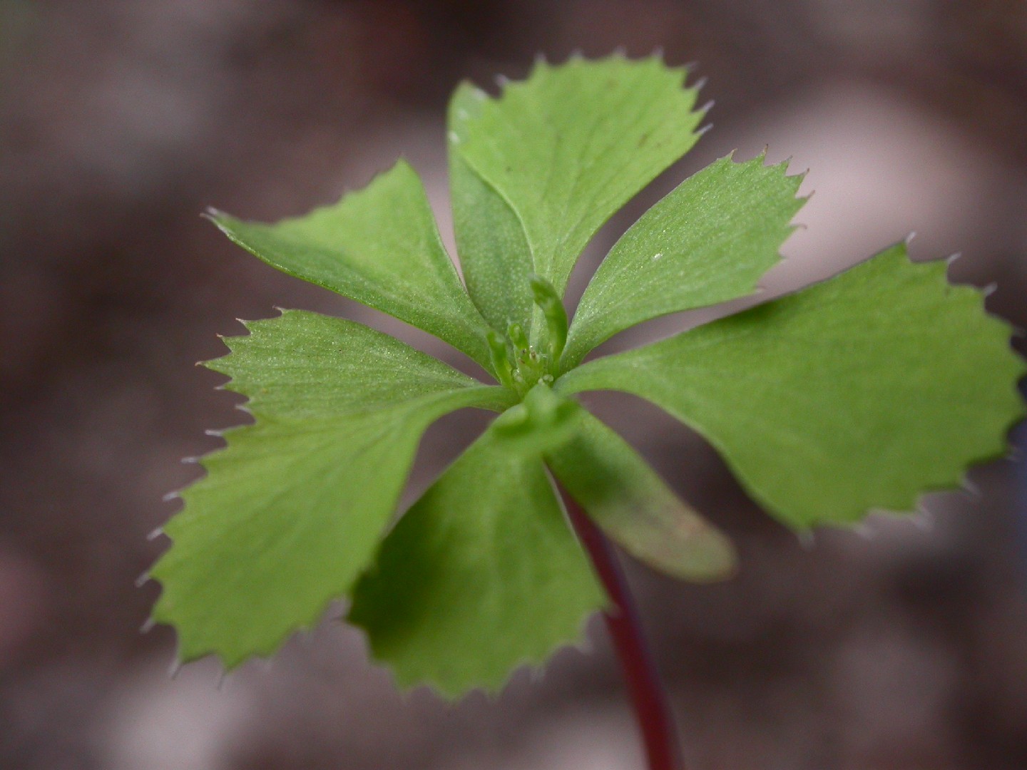 Circaeaster agrestis - PictureThis