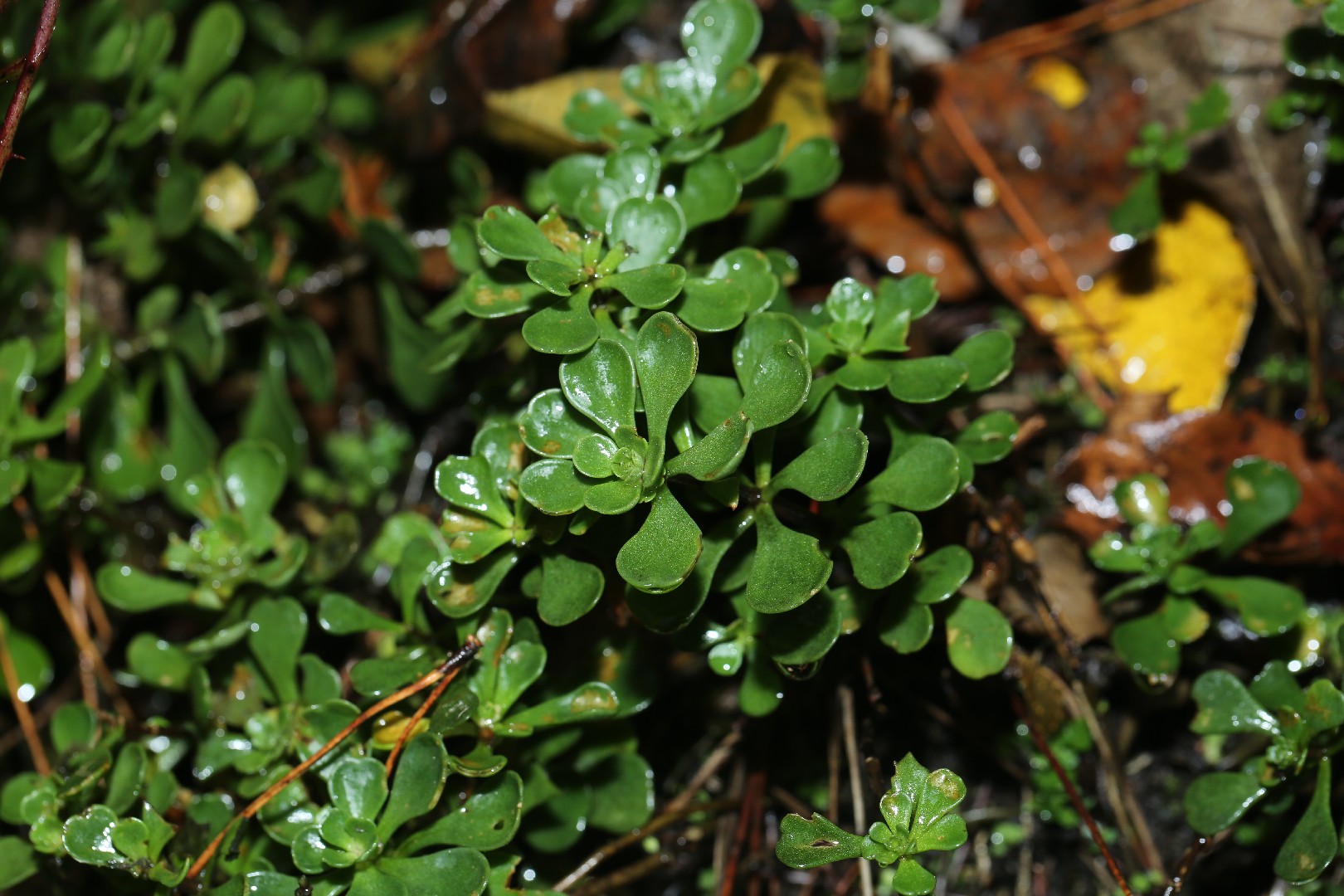Palmer's sedum (Sedum emarginatum) Flower, Leaf, Care, Uses - PictureThis