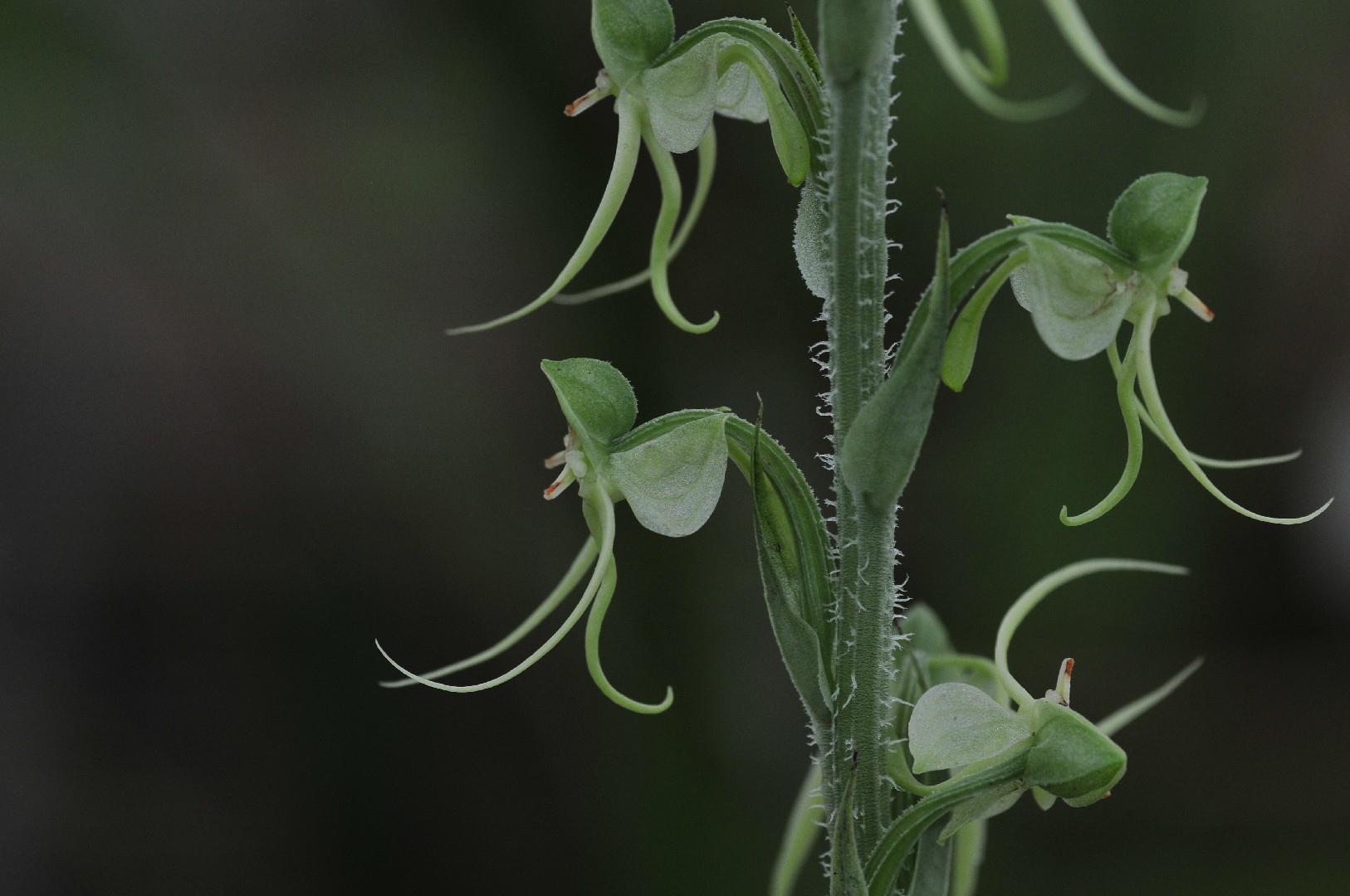 Rein orchid (Habenaria) Flower, Leaf, Care, Uses - PictureThis