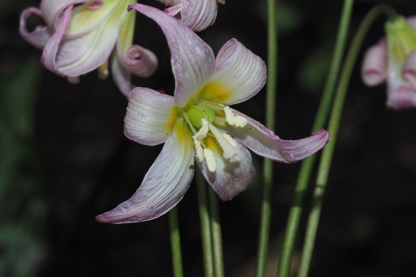 Erythronium citrinum - PictureThis