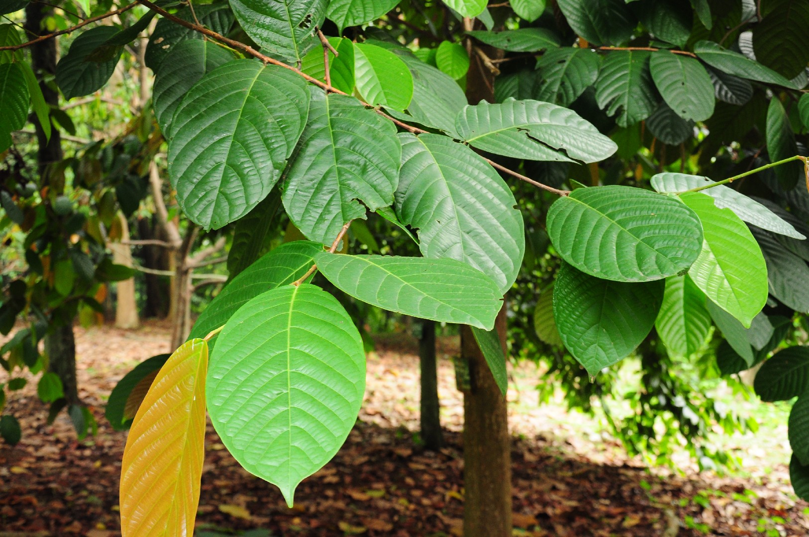 PictureThis - Eusideroxylon zwageri