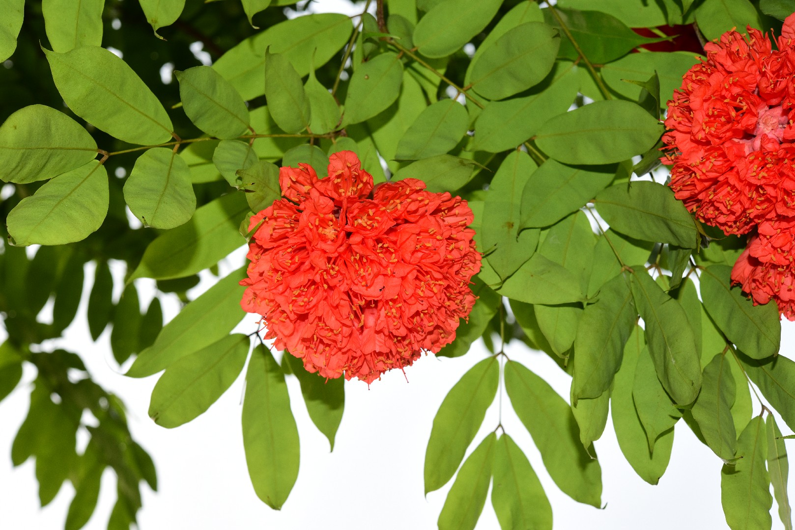 Brownea ariza - PictureThis