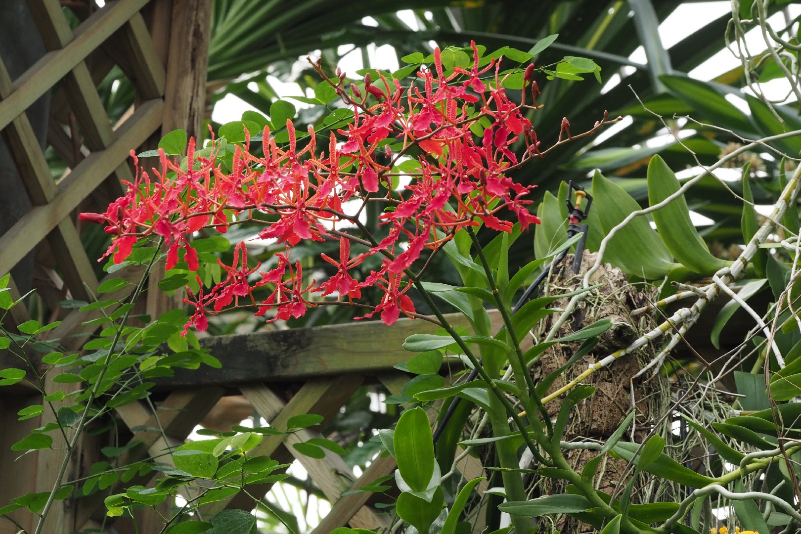 Renanthera Coccinea (Renanthera coccinea) - PictureThis