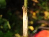 Short-spiked bamboo (Semiarundinaria densiflora) Flower, Leaf, Care ...