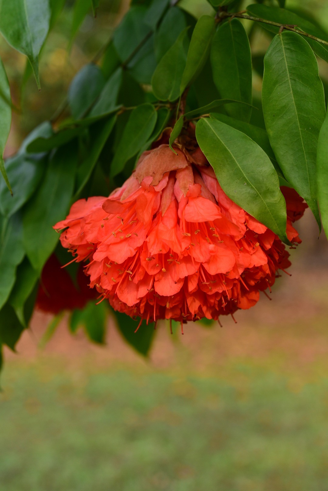 Arizá (Brownea ariza) - PictureThis