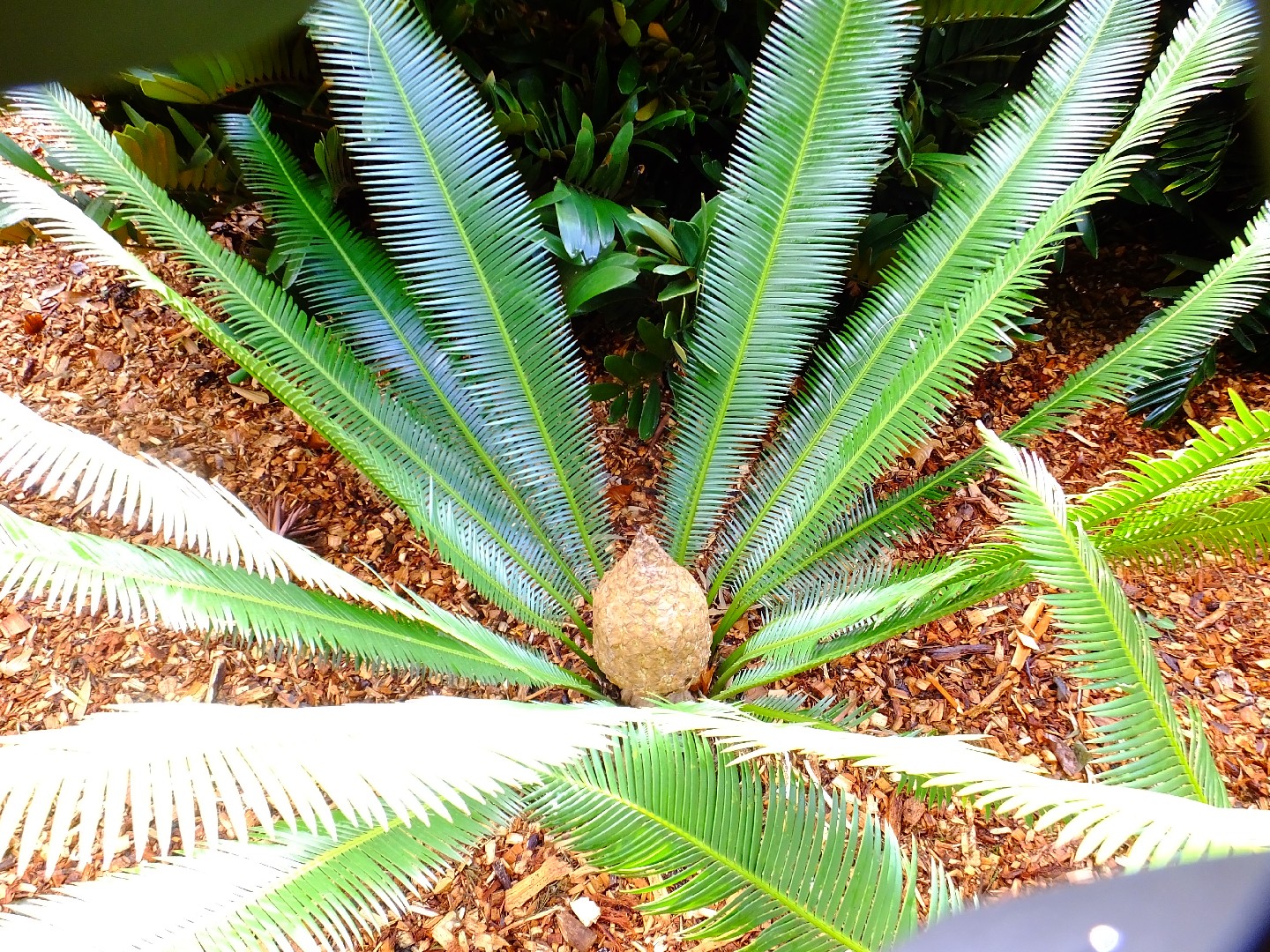 Palma de la virgen (Dioon edule) - PictureThis