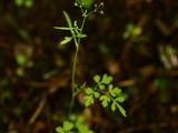 Acronema paniculatum - PictureThis