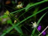 Ситник головчатый (Juncus capitatus) - PictureThis