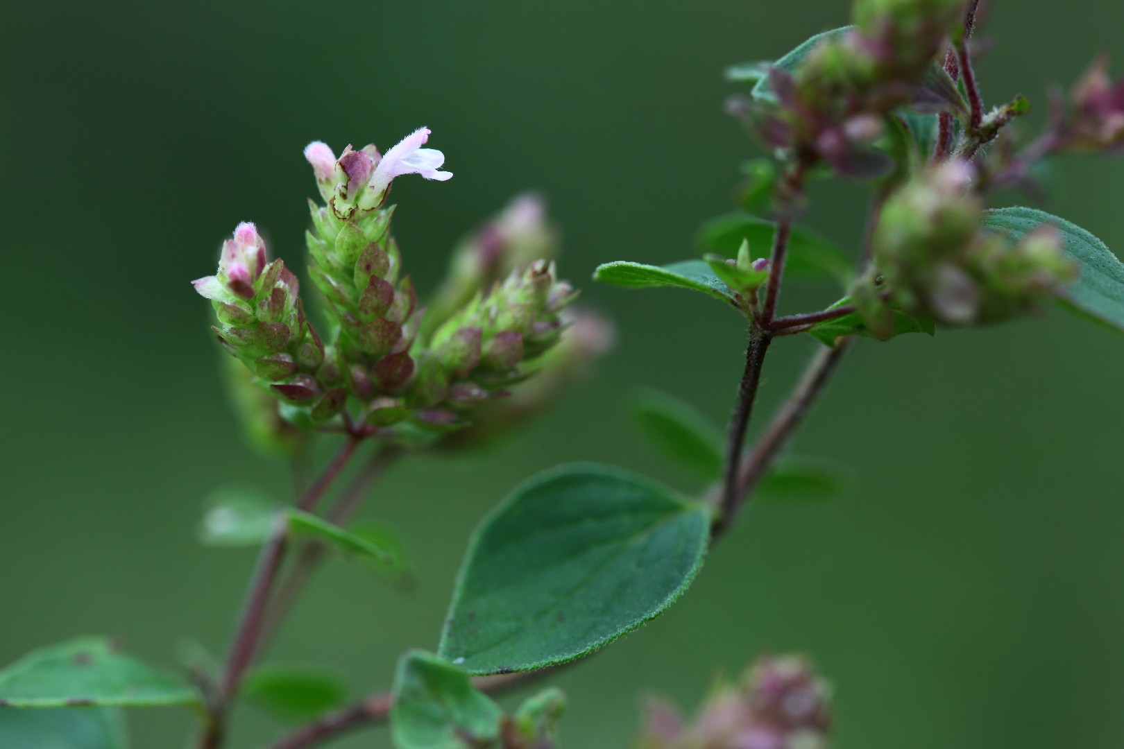 Oregano (Origanum vulgare) Flower, Leaf, Care, Uses - PictureThis