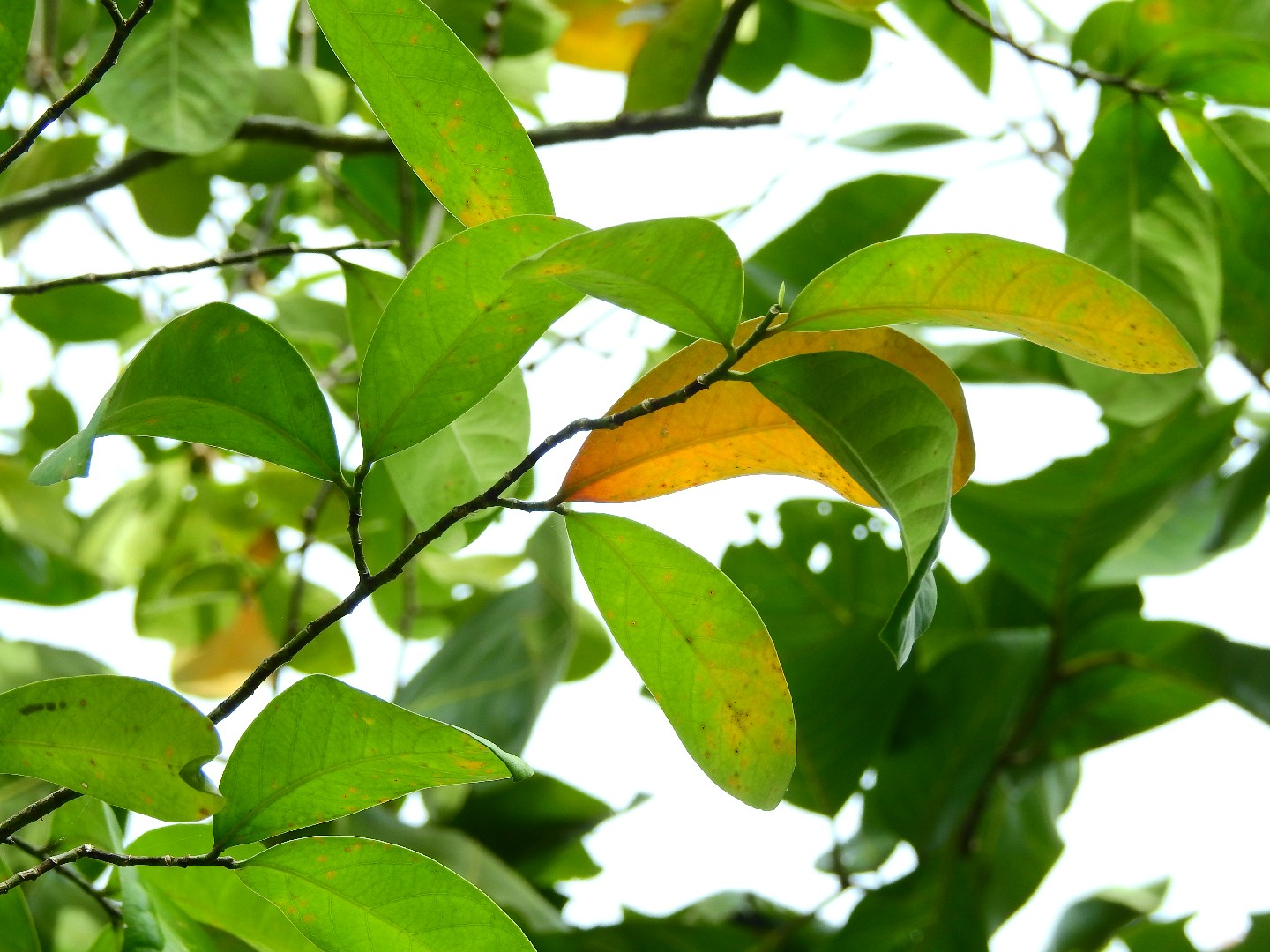 Suregada multiflora - PictureThis