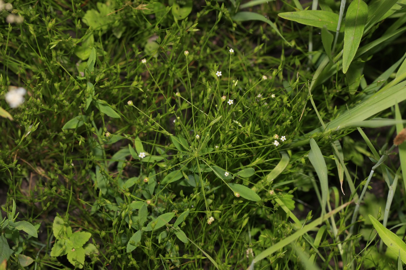 Filiform rockjasmine (Androsace filiformis) Flower, Leaf, Care, Uses ...